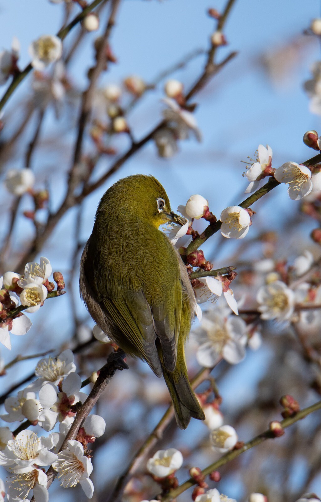 春彼岸について: みんつどブログ